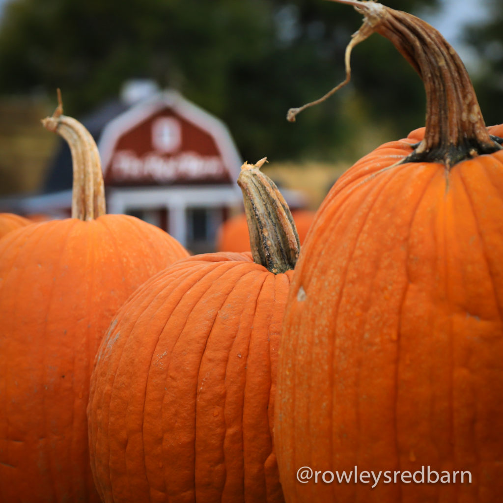 Events and Activites – Rowley's Red Barn