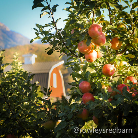 Rowley's Red Barn – Rowley's Red Barn