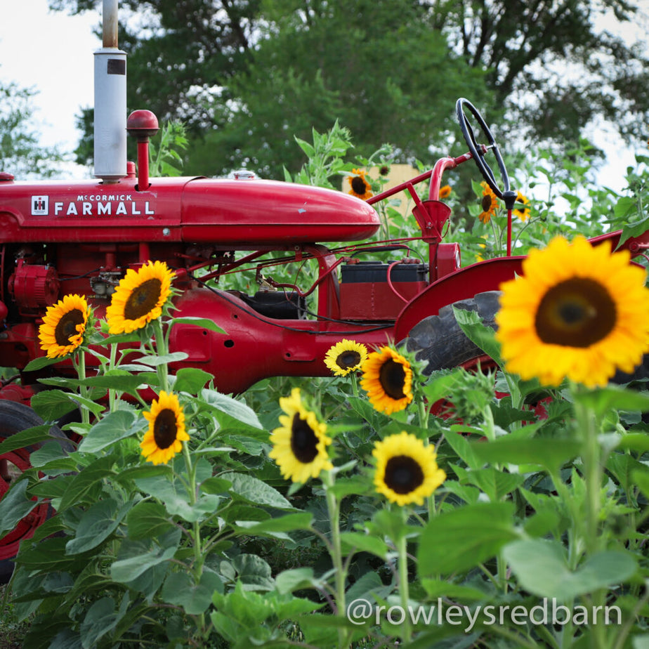 Events and Activites – Rowley's Red Barn